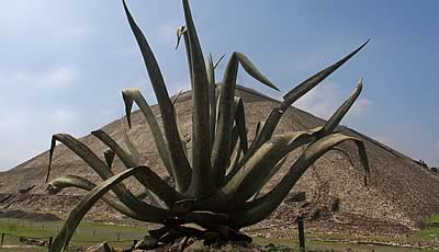 Galería de Kokul 'al: El Maguey, padre del "Nectar de los Dioses"