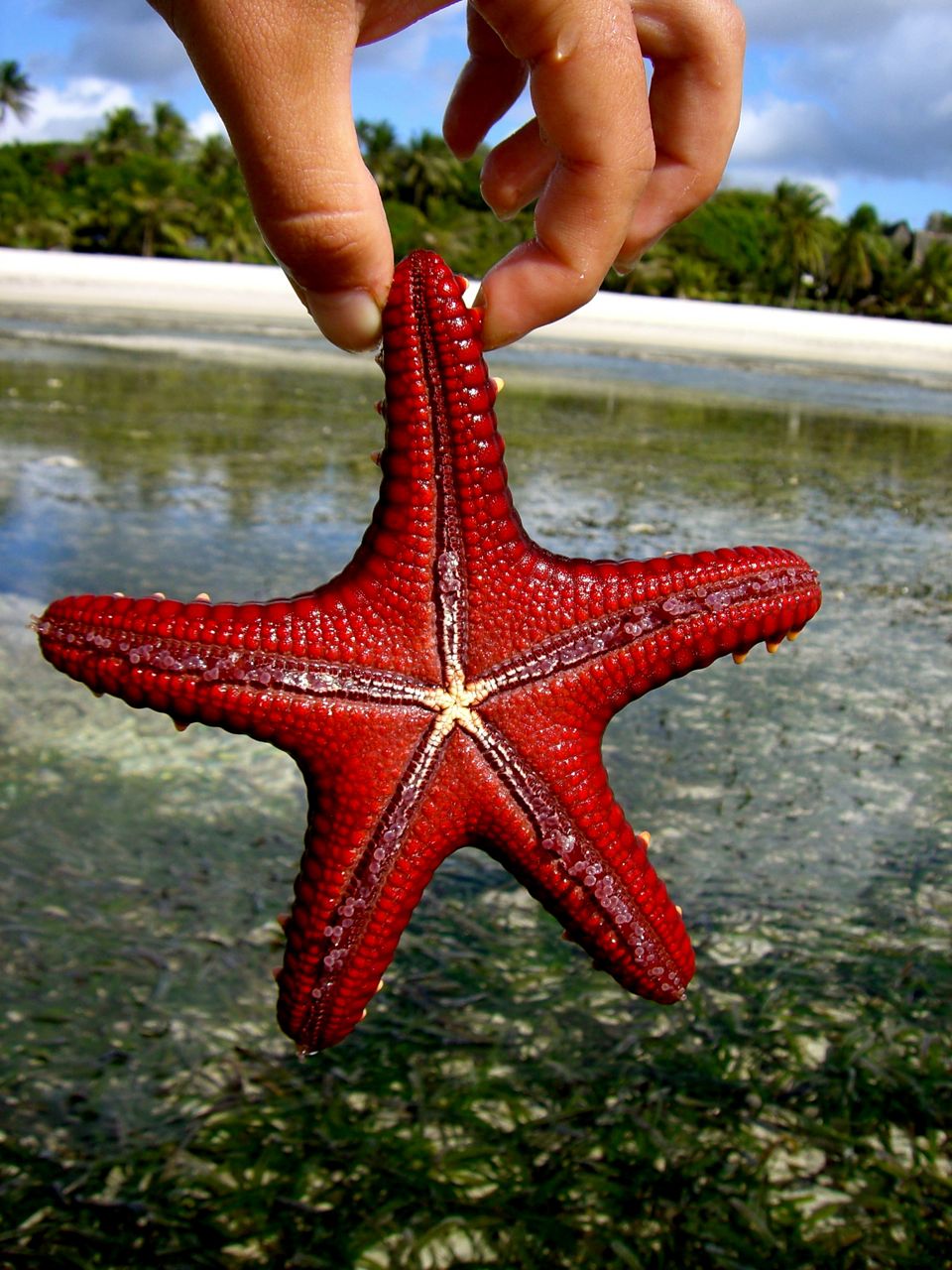 Animals on the Road: Red Starfish