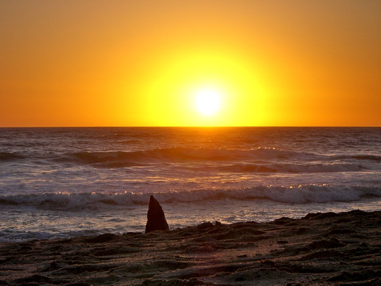 Animals on the Road: Seal, Sunset, Swakopmund
