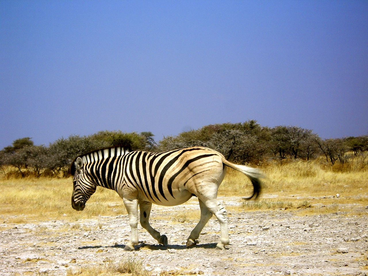Animals on the Road: Zebras in Etosha NP, Namibia