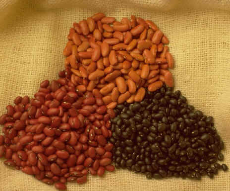 ING.AGRONOMOS DEL CENTRO MAYA GENERACION 2010-2014: Frijol