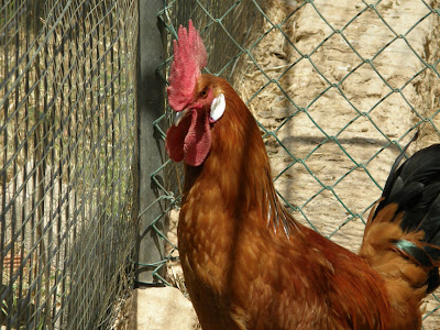 Biodiversidad agropecuaria del Sureste: Gallina del prat
