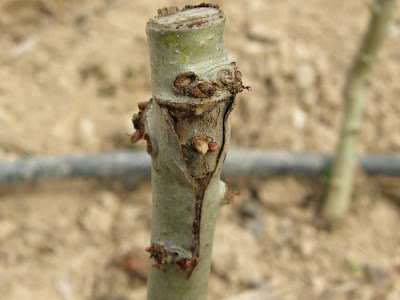 Biodiversidad agropecuaria del Sureste: Acerolo blanco (Crataegus azarolus)
