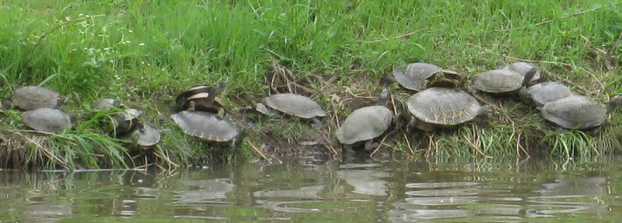 Durango Texas: Herds Of Turtles Today At Veterans Park In Arlington ...