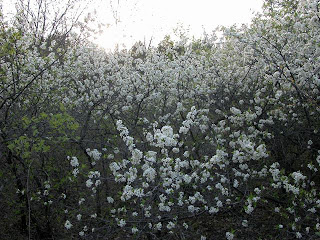 Durango Texas: Don Young's Prairie Notes: Celestial Terrestrials Have ...
