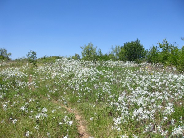 Durango Texas: Cold Front Drops Texas Temperature With Snow On The Prairie
