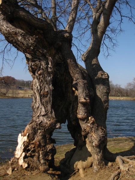 Durango Texas: Finding Mutant Trees With Elsie Hotpepper Today Walking ...