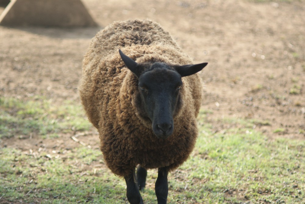 Diamond B Sheep Farm: Sarah's Sheep Farm Fiber Herd Ewes