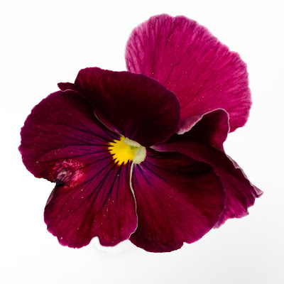 Scenes of St. Louis: Flower #3, Irving Penn Homage