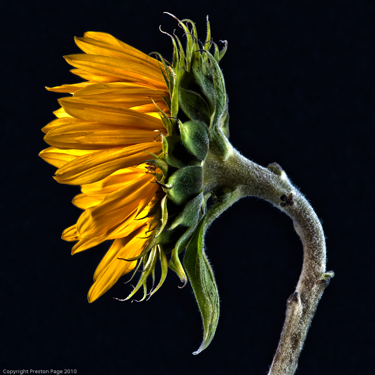 Scenes of St. Louis: Dying Sunflower #11 - HDR