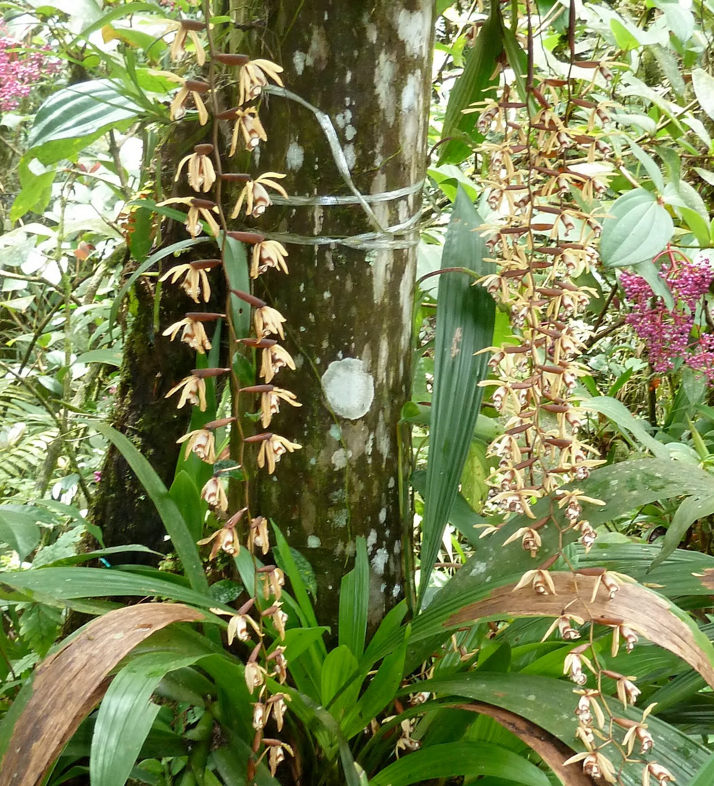 Much Ado About Us: Kinabalu National Park & Botanical Gardens, Sabah ...