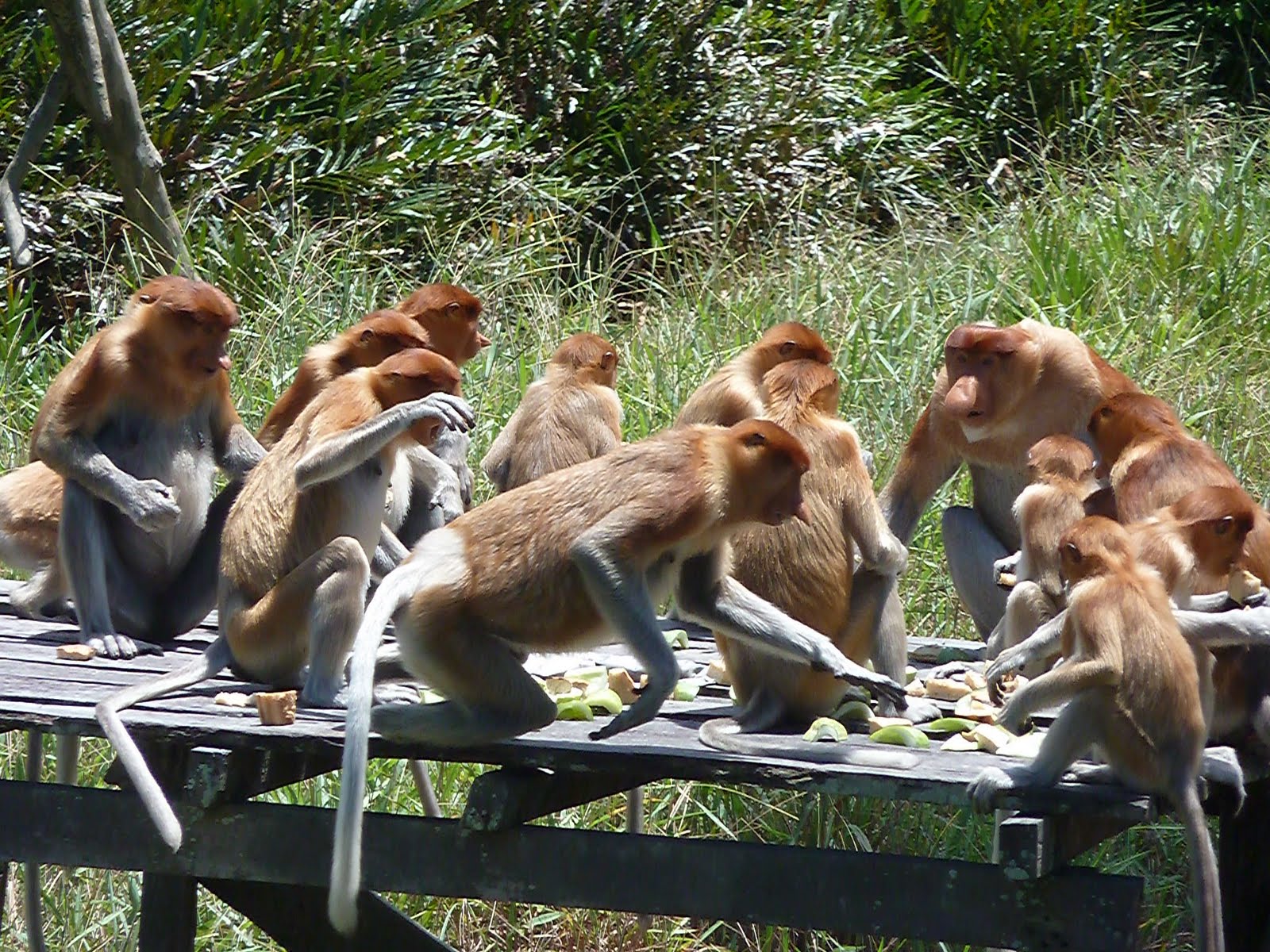 Much Ado About Us: Proboscis Monkey Sanctuary, Borneo