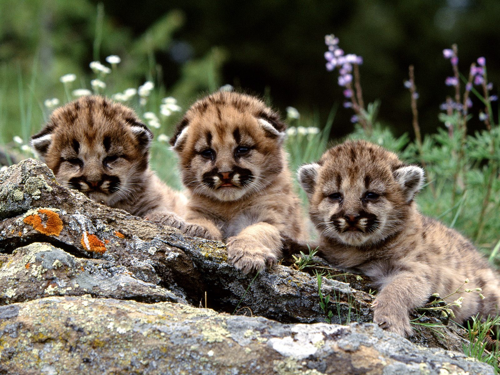 Baby pumas! : r/aww