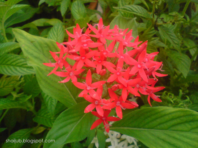 Veli Tourist Spot, Thiruvananthapuram | Shai blogs!