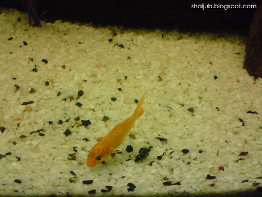 Thenmala Ecotourism - Matsyafed Aquarium | Shai blogs!