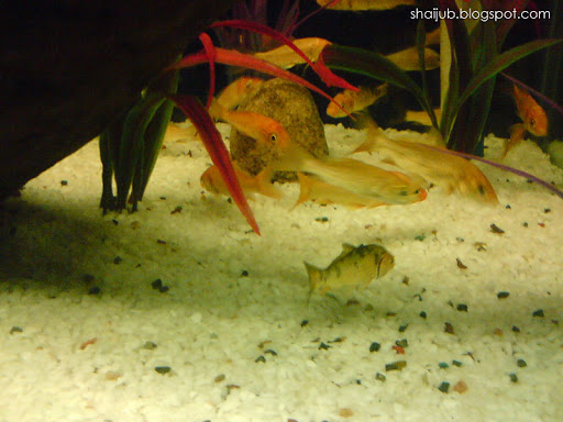 Thenmala Ecotourism - Matsyafed Aquarium | Shai blogs!