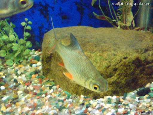 Thenmala Ecotourism - Matsyafed Aquarium | Shai blogs!