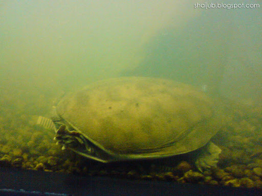 Thenmala Ecotourism - Matsyafed Aquarium | Shai blogs!