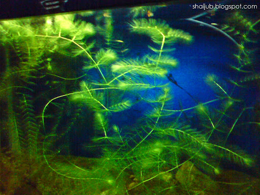 Thenmala Ecotourism - Matsyafed Aquarium | Shai blogs!