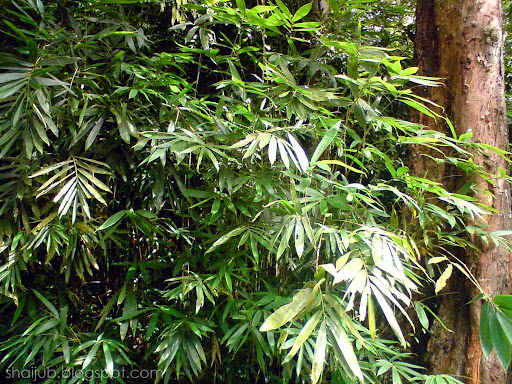 Anappara, Kallar - A trip on two wheels | Shai blogs!