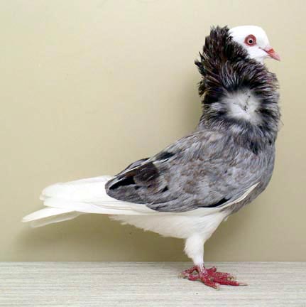 Old Dutch Capuchine Pigeon Pictures ~ ENCYCLOPEDIA OF PIGEON BREEDS