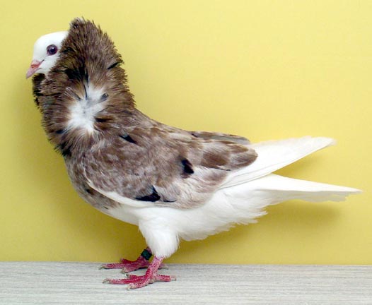 Old Dutch Capuchine Pigeon Pictures ~ ENCYCLOPEDIA OF PIGEON BREEDS