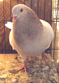 Texan Pioneer Pigeon Pictures ~ ENCYCLOPEDIA OF PIGEON BREEDS