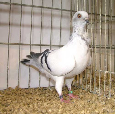 Italian Owl Pigeon Pictures ~ ENCYCLOPEDIA OF PIGEON BREEDS