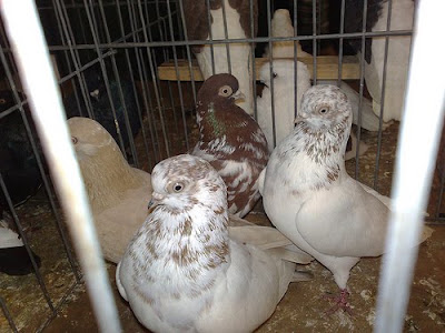 Italian Owl Pigeon Pictures ~ ENCYCLOPEDIA OF PIGEON BREEDS