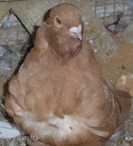 Chinese Owl Pigeon Pictures ~ ENCYCLOPEDIA OF PIGEON BREEDS