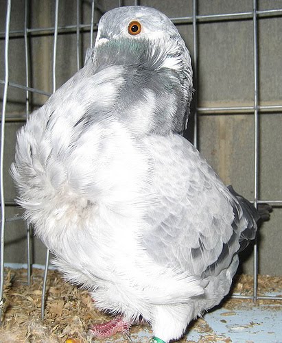 Chinese Owl Pigeon Pictures ~ ENCYCLOPEDIA OF PIGEON BREEDS