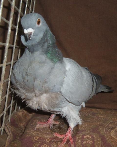 Chinese Owl Pigeon Pictures ~ ENCYCLOPEDIA OF PIGEON BREEDS