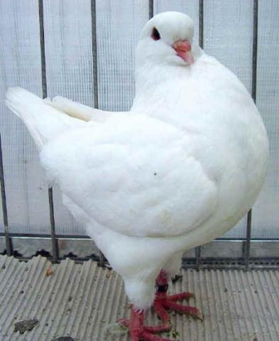 King Pigeon Pictures ~ ENCYCLOPEDIA OF PIGEON BREEDS