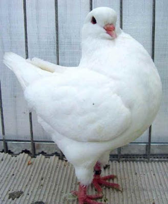 JUAL BURUNG MERPATI HIAS - pigeon breeds: KING PIGEON - RAJA MERPATI HIAS