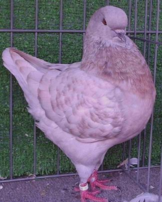 King Pigeon Pictures ~ ENCYCLOPEDIA OF PIGEON BREEDS
