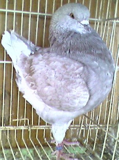 King Pigeon Pictures ~ ENCYCLOPEDIA OF PIGEON BREEDS