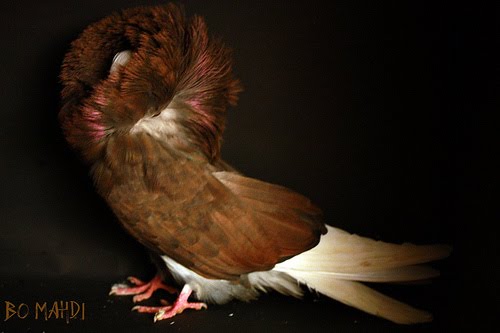 JUAL BURUNG MERPATI HIAS - pigeon breeds: JACOBIN PIGEON MERPATI HIAS