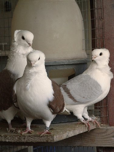Old German Owl Pigeon Pictures ~ ENCYCLOPEDIA OF PIGEON BREEDS