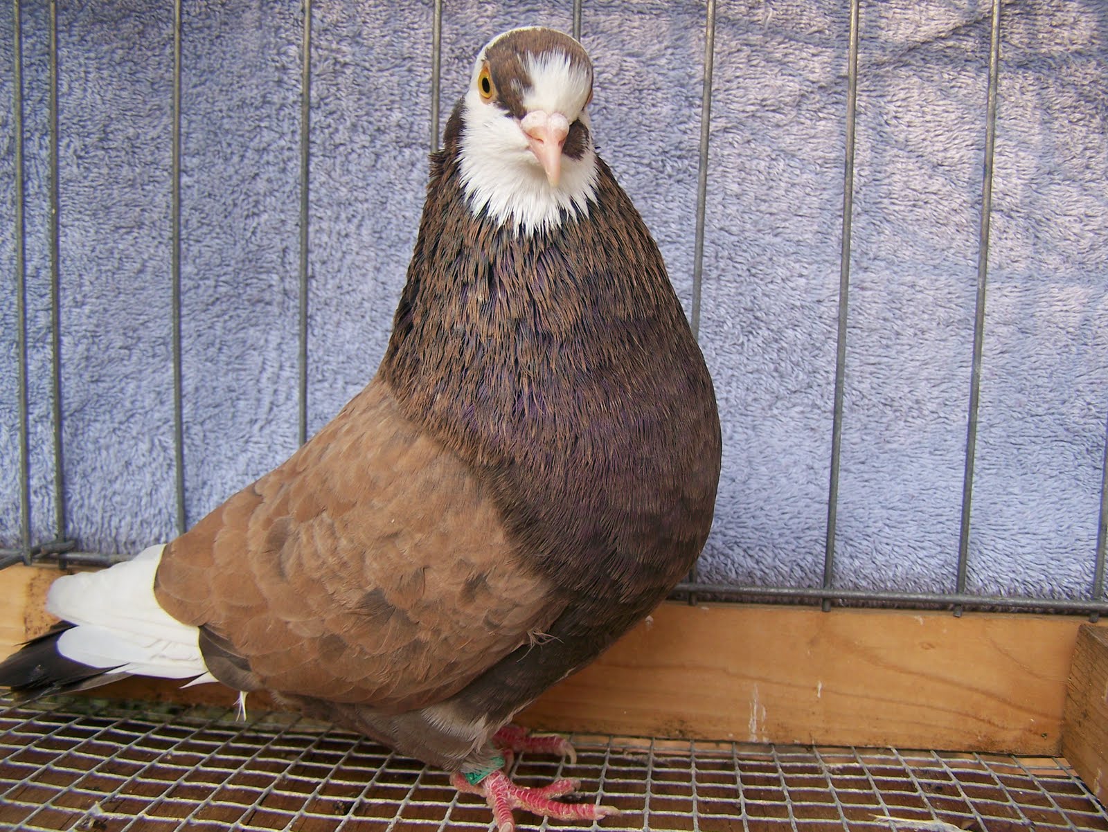 Birmingham Roller Pigeon Pictures ~ ENCYCLOPEDIA OF PIGEON BREEDS