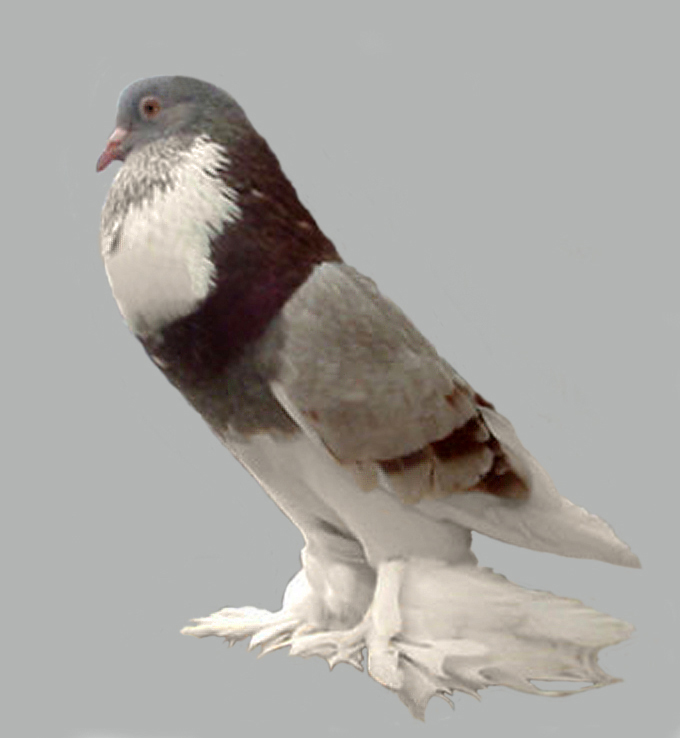 Ghent Cropper Pigeon Pictures ~ ENCYCLOPEDIA OF PIGEON BREEDS