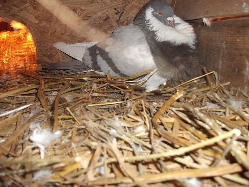 Norwich Cropper Pigeon Pictures ~ ENCYCLOPEDIA OF PIGEON BREEDS