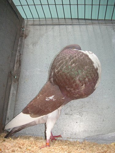 Norwich Cropper Pigeon Pictures ~ ENCYCLOPEDIA OF PIGEON BREEDS