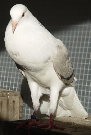 Voorburg Shield Cropper Pigeon Pictures ~ ENCYCLOPEDIA OF PIGEON BREEDS