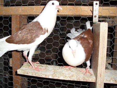 Voorburg Shield Cropper Pigeon Pictures ~ ENCYCLOPEDIA OF PIGEON BREEDS