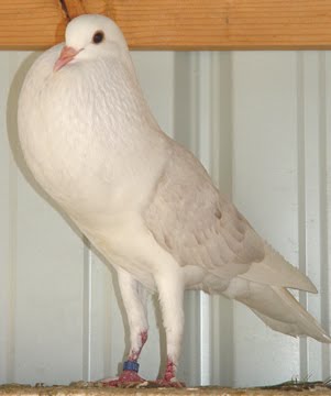 Voorburg Shield Cropper Pigeon Pictures ~ ENCYCLOPEDIA OF PIGEON BREEDS