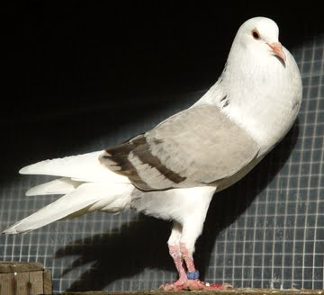 Voorburg Shield Cropper Pigeon Pictures ~ ENCYCLOPEDIA OF PIGEON BREEDS