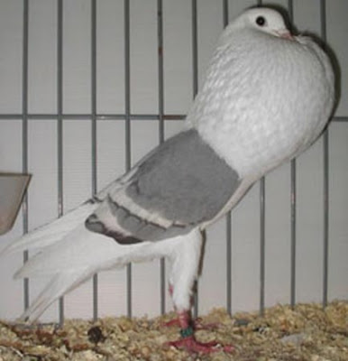 Voorburg Shield Cropper Pigeon Pictures ~ ENCYCLOPEDIA OF PIGEON BREEDS