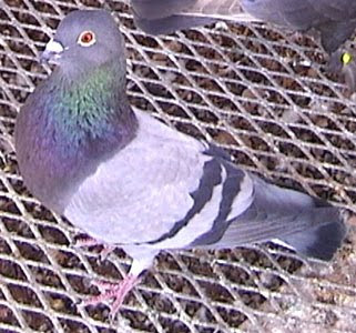 Deportivo Pouter Pigeon Pictures ~ ENCYCLOPEDIA OF PIGEON BREEDS