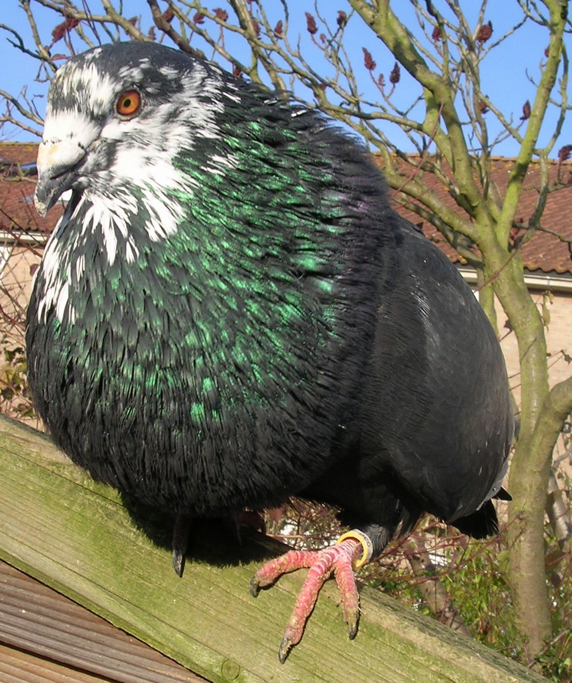 Deportivo Pouter Pigeon Pictures ~ ENCYCLOPEDIA OF PIGEON BREEDS