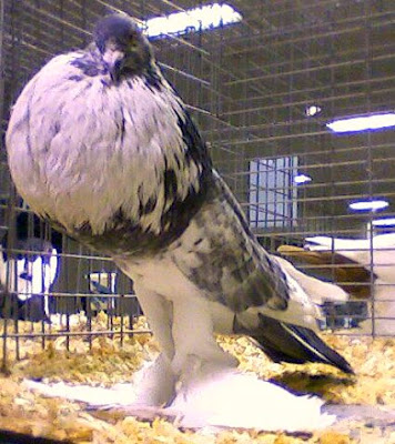 Pomeranian Pouter Pigeon Pictures ~ ENCYCLOPEDIA OF PIGEON BREEDS